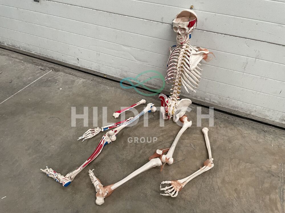 Plastic Human Skeleton Model