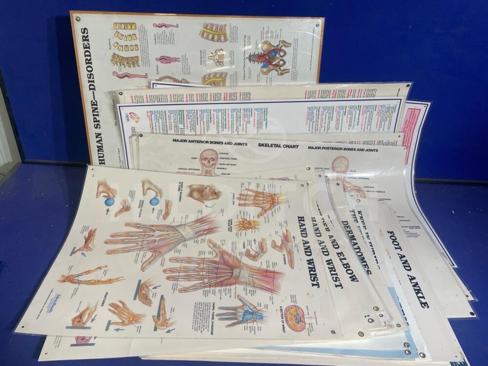 26 x Various Anatomical Charts