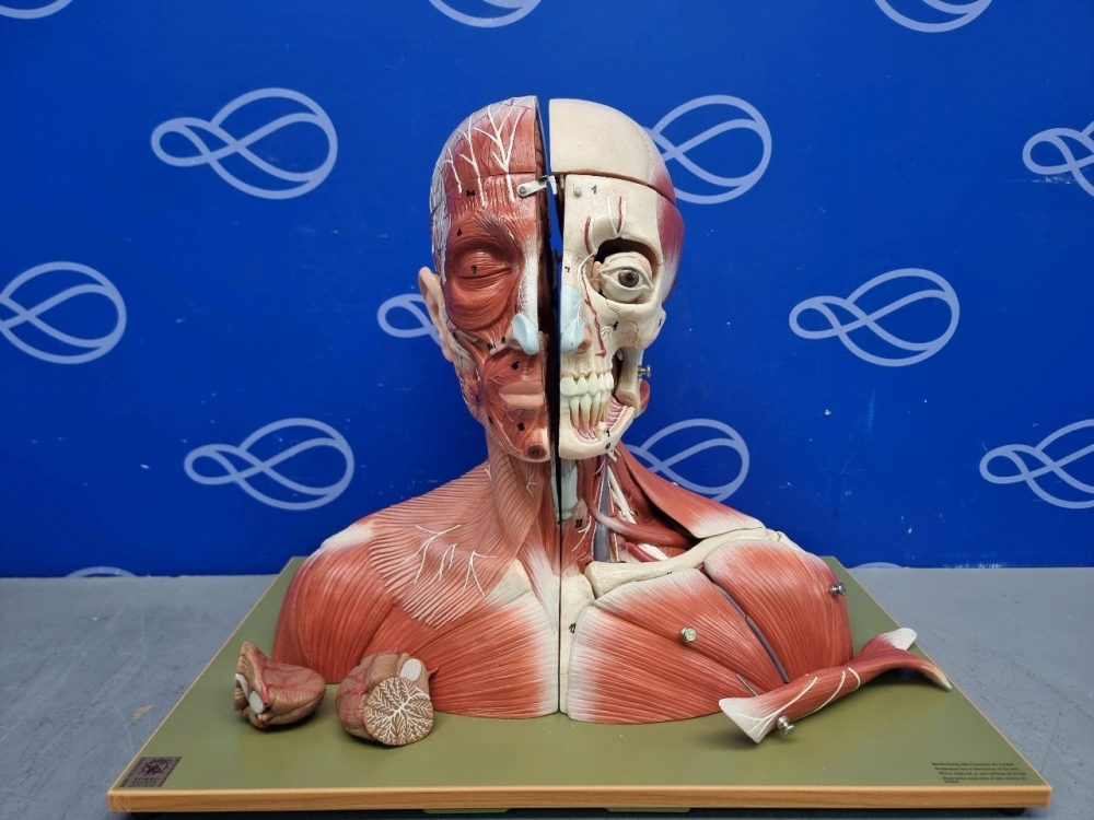 Adam Rouilly Head and Neck Model