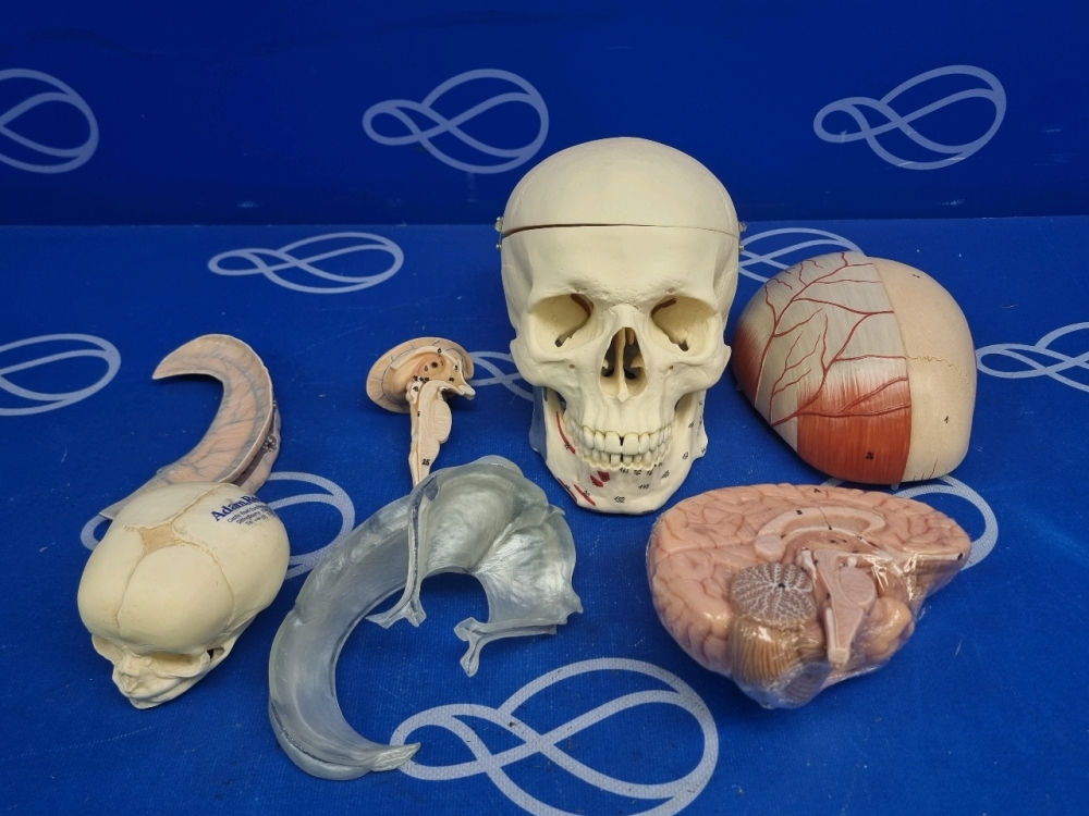 Assorted Adam Rouilly Head and Brain Model Parts