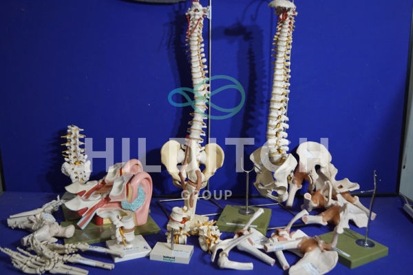 Selection of Various Anatomical Models / Stands / Spares