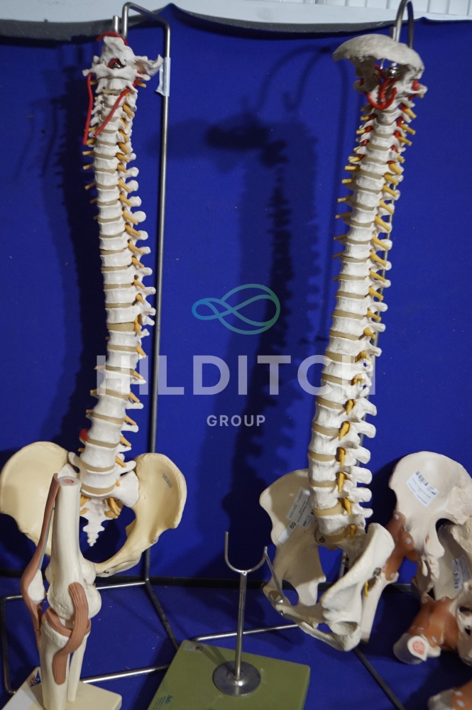 Selection of Various Anatomical Models / Stands / Spares