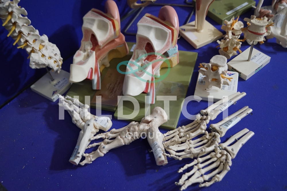 Selection of Various Anatomical Models / Stands / Spares